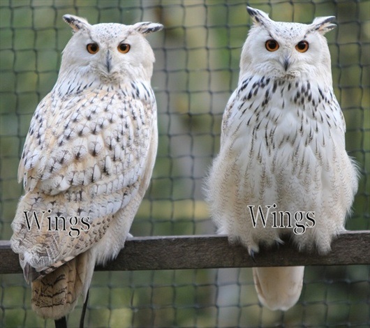 Our breeding owls | Owl breeder Wings