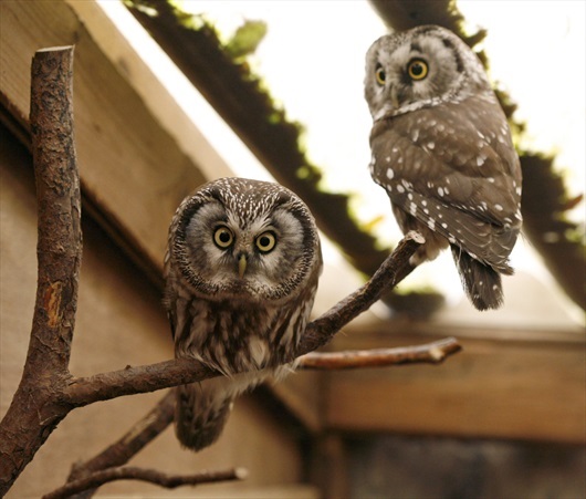 Our breeding owls | Owl breeder Wings