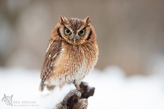 Our small breeding owls | Owl breeder Wings
