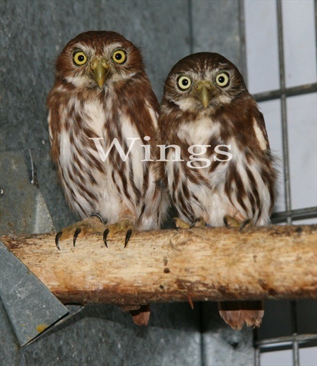 Our small breeding owls | Owl breeder Wings