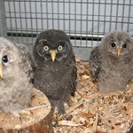 Breeding and Raising Owls | Owl breeder Wings